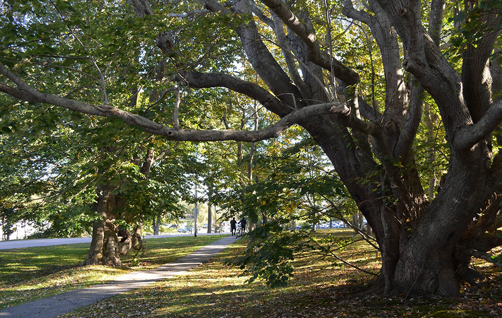 Trees of the City by the Sea | Castle Hill Inn
